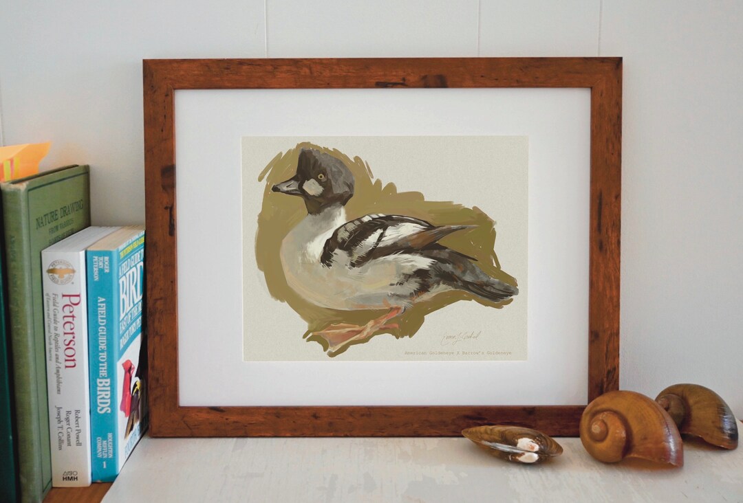 Giclée Print - Goldeneye Duck - Fine Art - Unframed - Etsy
