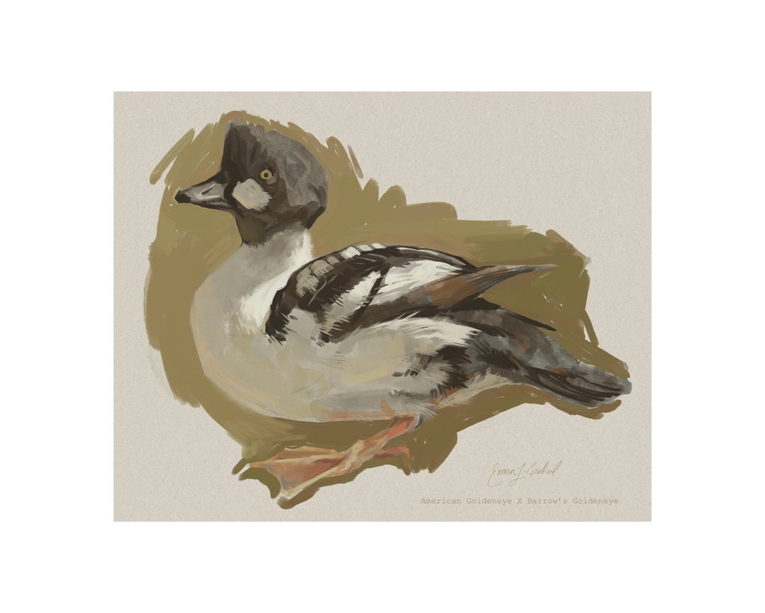 Giclée Print Goldeneye Duck Fine Art Unframed - Etsy