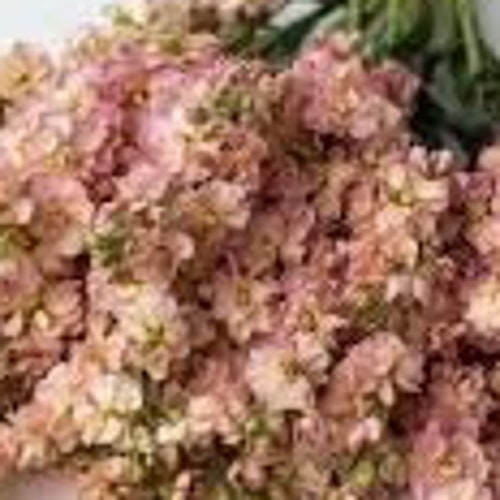 Stock Column Appleblossom 25 Seeds Stock Matthiola - Etsy