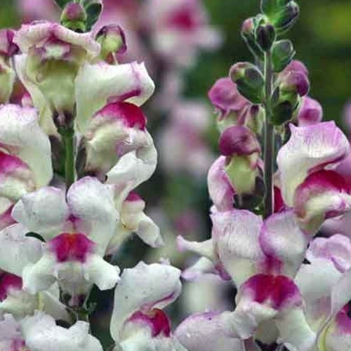 Snapdragon Lipstick Silver Seeds - Etsy