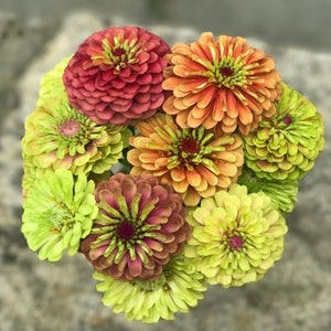 Zinnia Queen Mix 15 Seeds, Rare Seeds, Zinnia Seeds, Cut Flowers ...