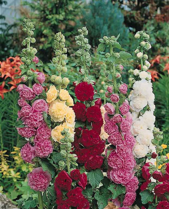 Alcea Rosea Hollyhock Summer Carnival Mix 25 Seeds Heirloom - Etsy