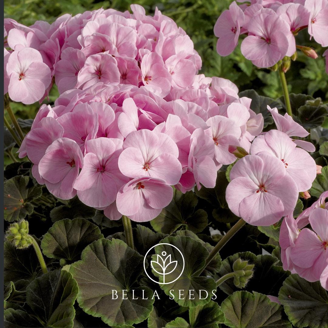 Geranium Bullseye Light Pink Seeds || Annual Flower Seeds ...