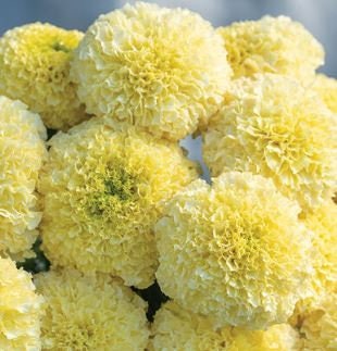 White Swan Marigold Seeds, 10 Seeds - Etsy