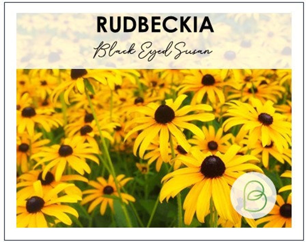 Rudbeckia Black-eyed Susan 100+ Seeds, Rudbeckia Hirta Seeds - Etsy