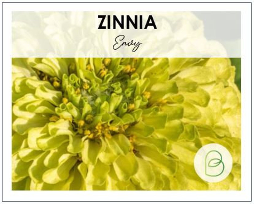 Zinnia Envy 50+ Seeds, Lime Green Heirloom Seeds, Chartreuse Cut Flower ...