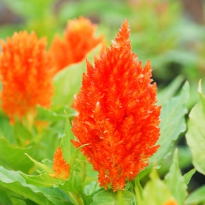 Celosia, Sunday Orange 10 Seeds, Pelleted Seeds, Rare Seed, Cut Flowers ...