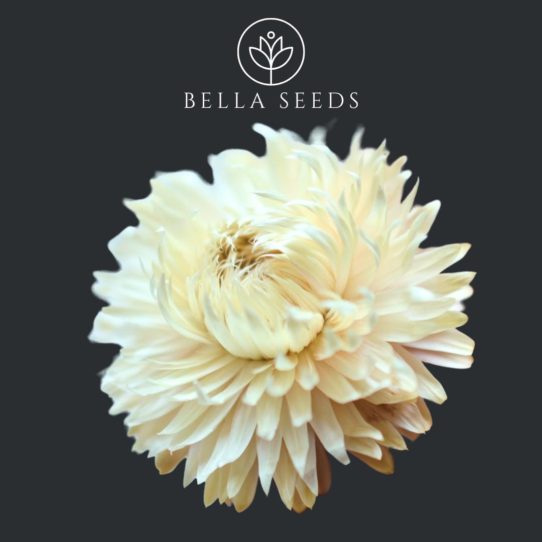 Strawflower Creamy White, 25 Seeds, Helichrysum Bracteatum - Etsy