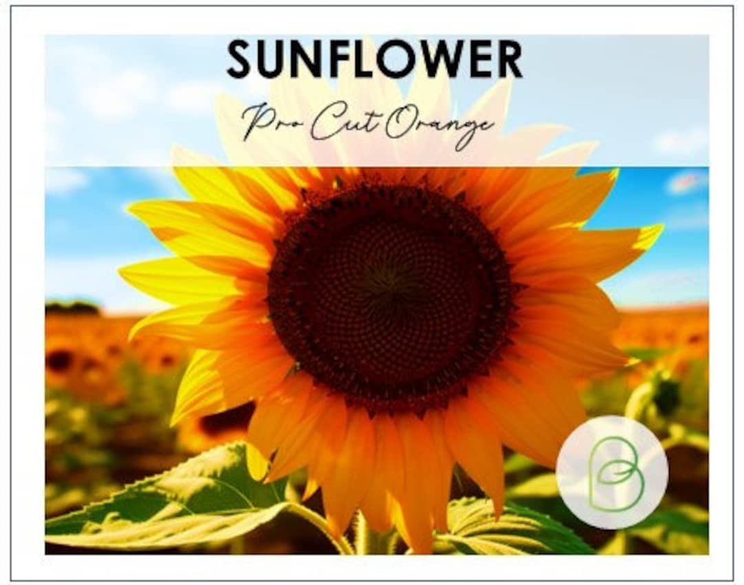 Procut Orange Excel Sunflower 10 Seeds, F1 Seeds, Hybrid Sunflower for ...