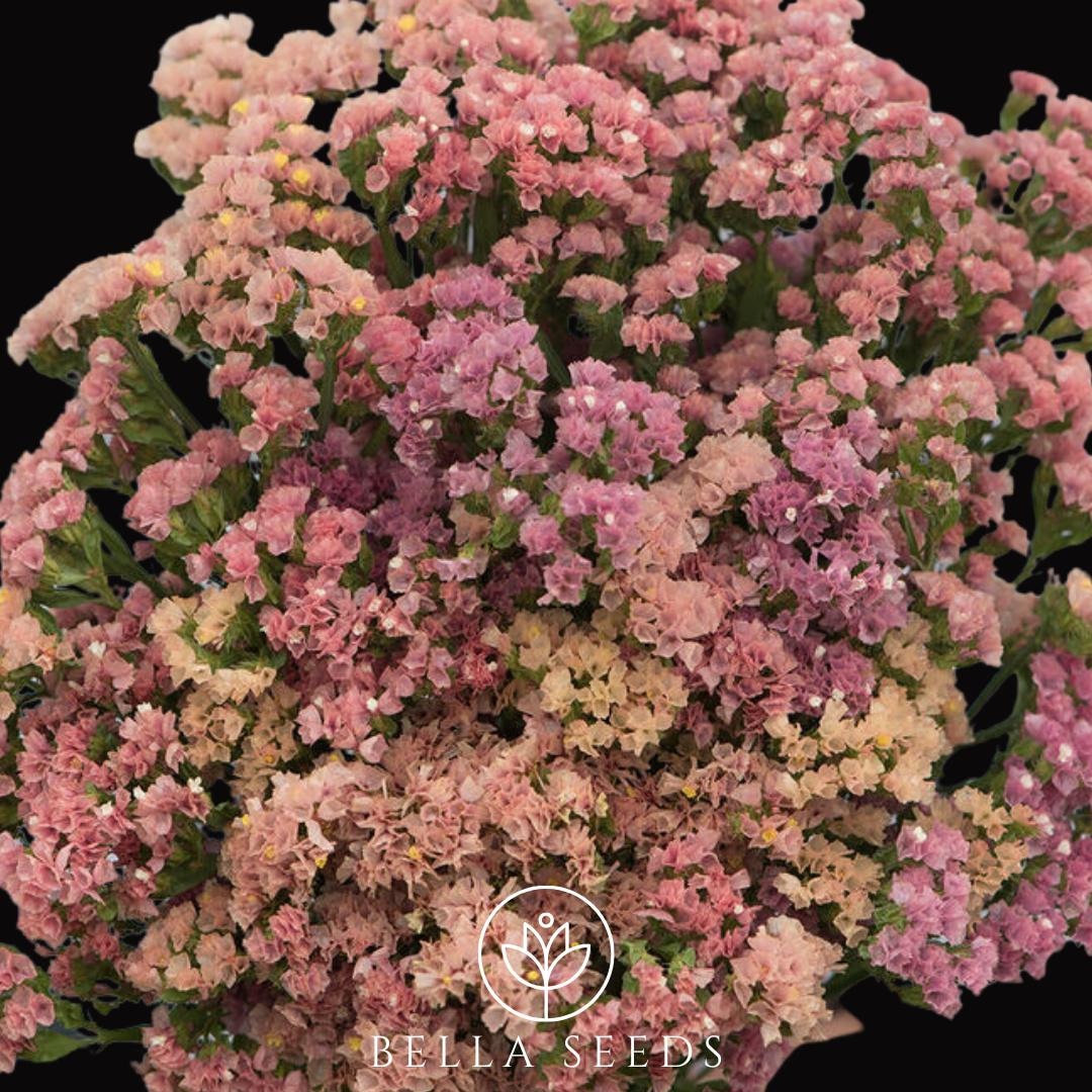 Statice QIS Apricot 20 Seeds - Etsy