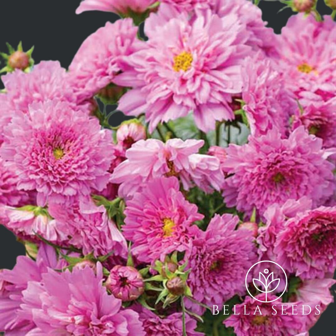 Cosmos Double Click Rose Bon Bon Seeds - 25 Seeds, Cut Flower Seeds ...