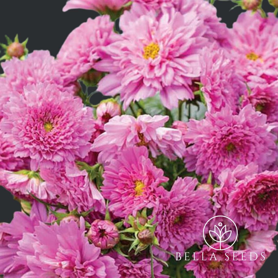 Cosmos Double Click Rose Bon Bon Seeds - 25 Seeds, Cut Flower Seeds ...