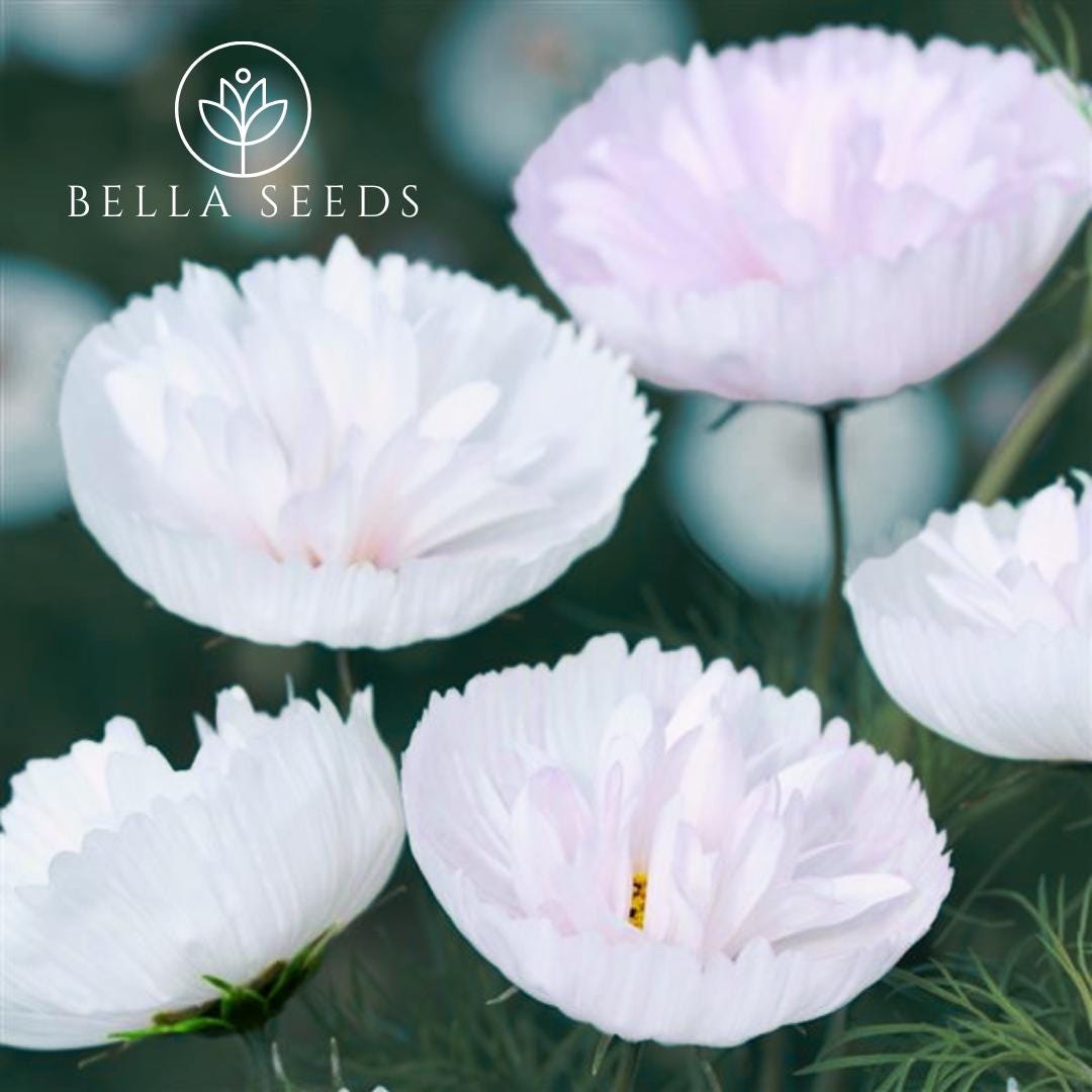 Cosmos Cupcakes White Mix 10 Seeds, Cosmos Bipinnatus, Cut Flowers ...