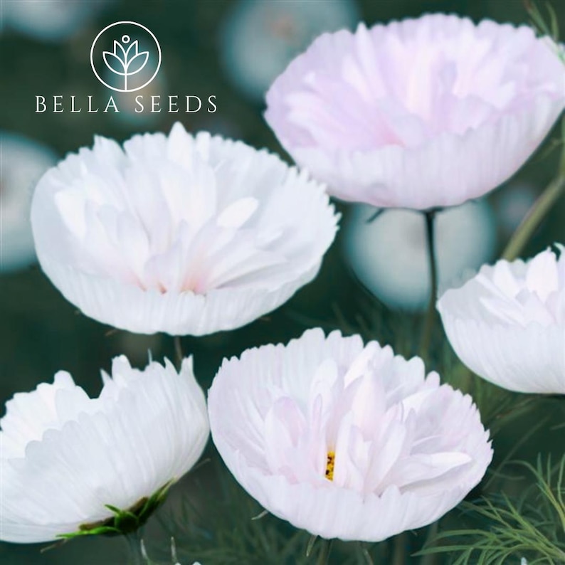 Cosmos Cupcakes White Mix 10 Seeds, Cosmos Bipinnatus, Cut Flowers ...