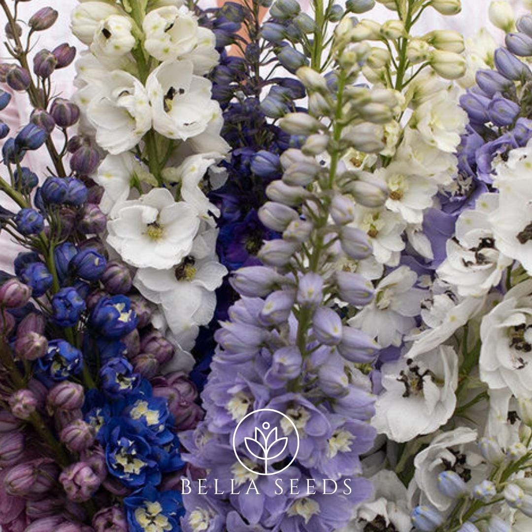 Magic Fountains Mix Seeds, 25 Seeds, Cut Flower Seeds, Beautiful Flower ...