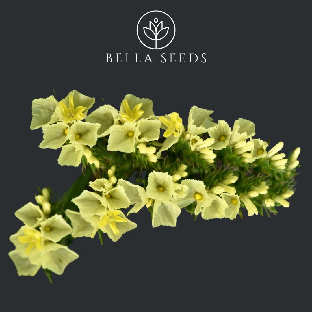 Statice Forever Moonlight 25+ Seeds - Etsy