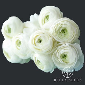 Tecolote White Ranunculus Corms, 5-6 Cm, Ranunculus Corms, Persian ...