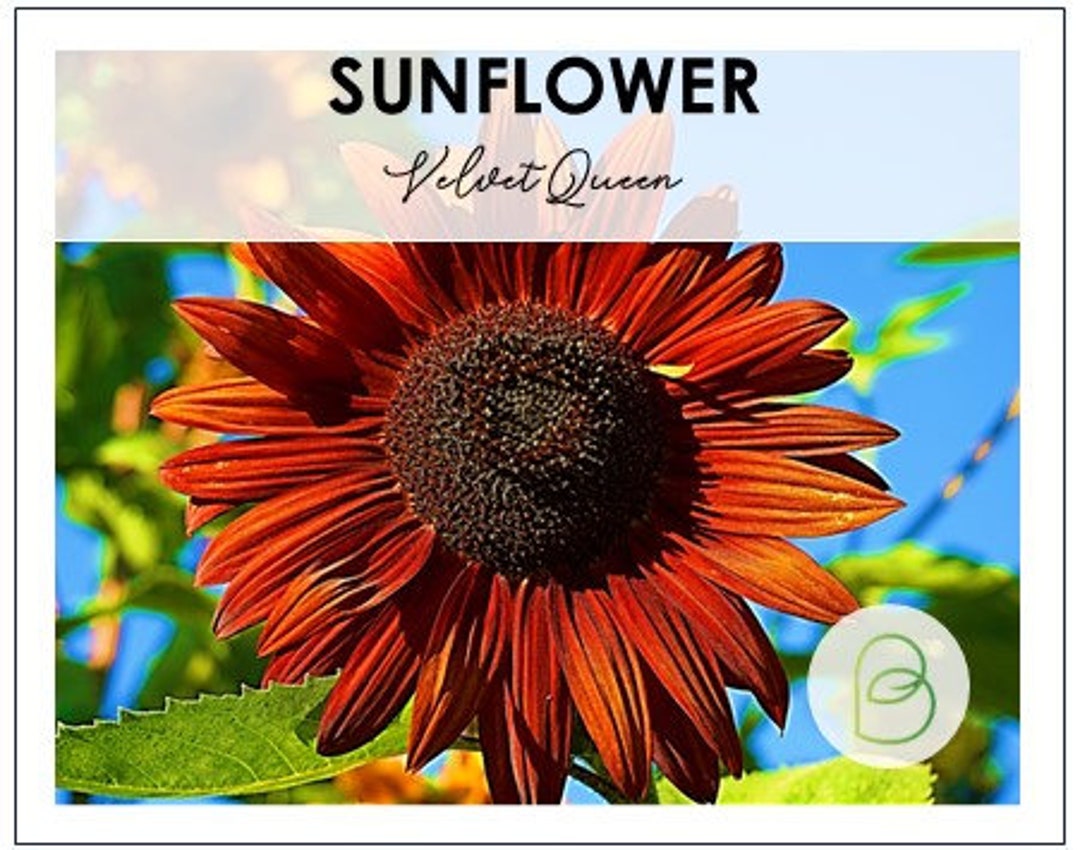 50 Velvet Queen Sunflower Seeds - Etsy