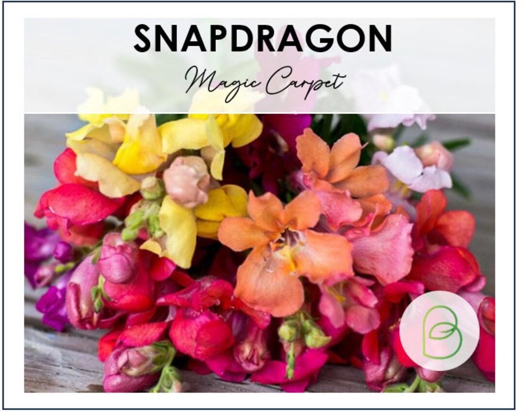 Snapdragon Dwarf Magic Carpet Seeds - Etsy