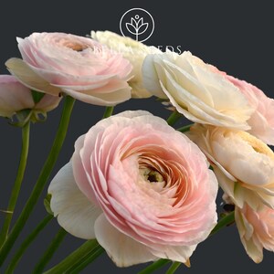 Amandine Pastel Mix Ranunculus Corms, 5-6 Cm, 10 Corms, Ranunculus ...