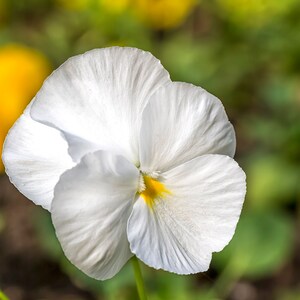 Viola, Perfection White 25+ Seeds - Etsy