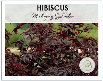 Mahogany Splendor Hibiscus Starter Plant - Etsy