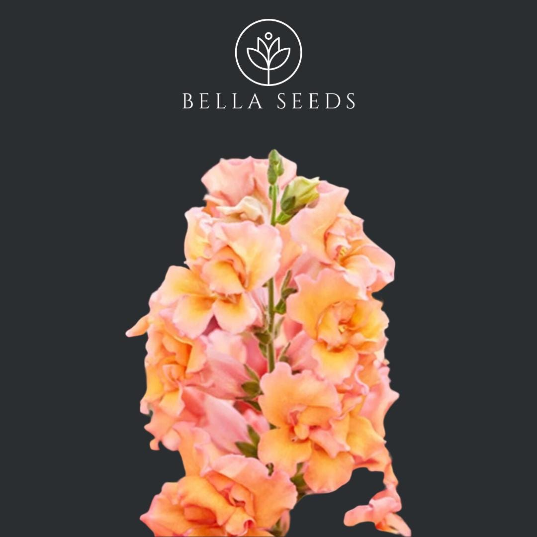 Xx Snapdragon Twinny Bronze 10+ Seeds, F1 Dwarf Snapdragon Double ...