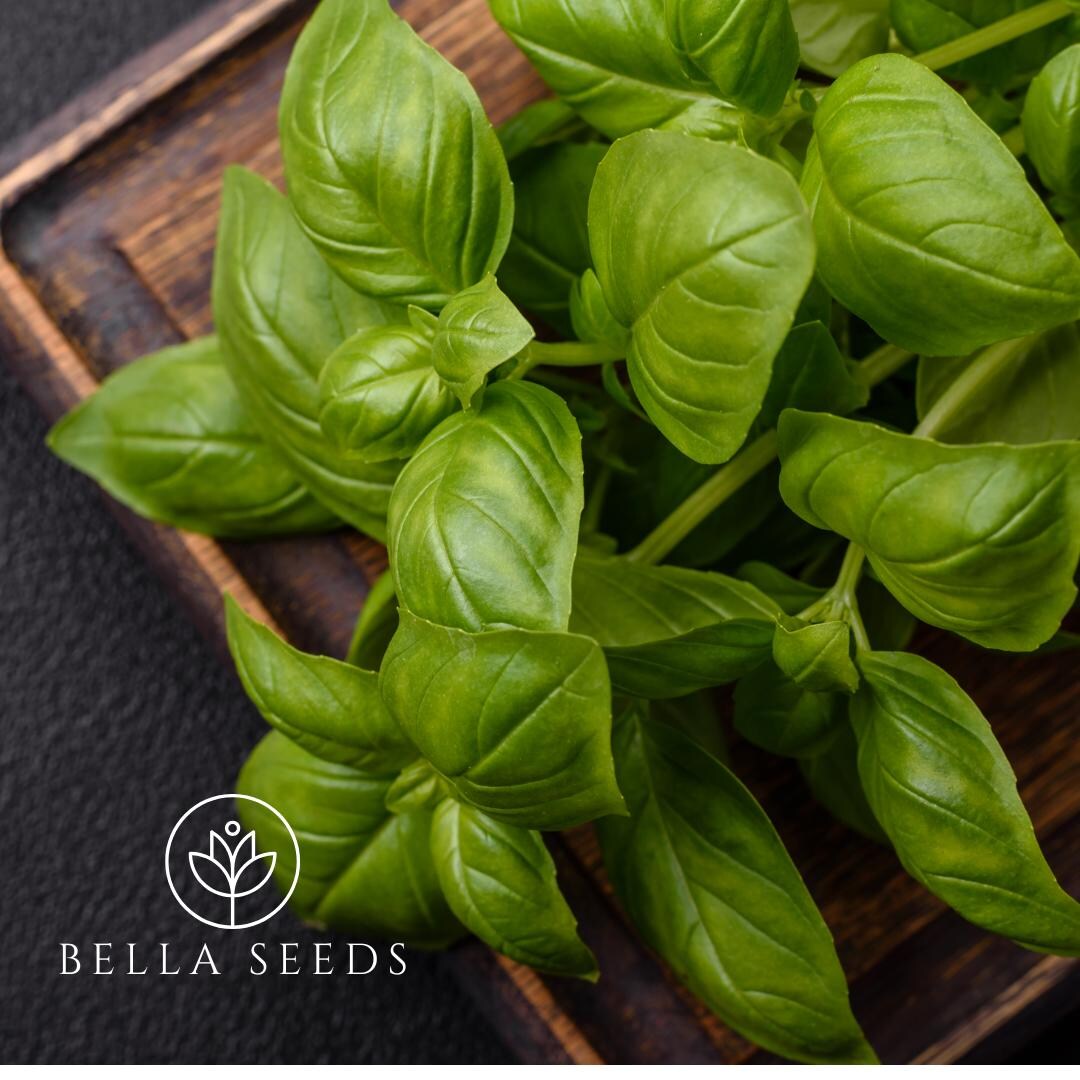 Basil Everleaf Thai Towers 10 Seeds - Etsy