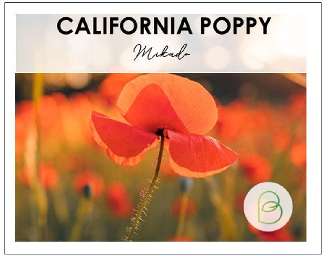 Mikado California Poppy Seeds | 50 Seeds | Exotic and Vibrant Garden ...