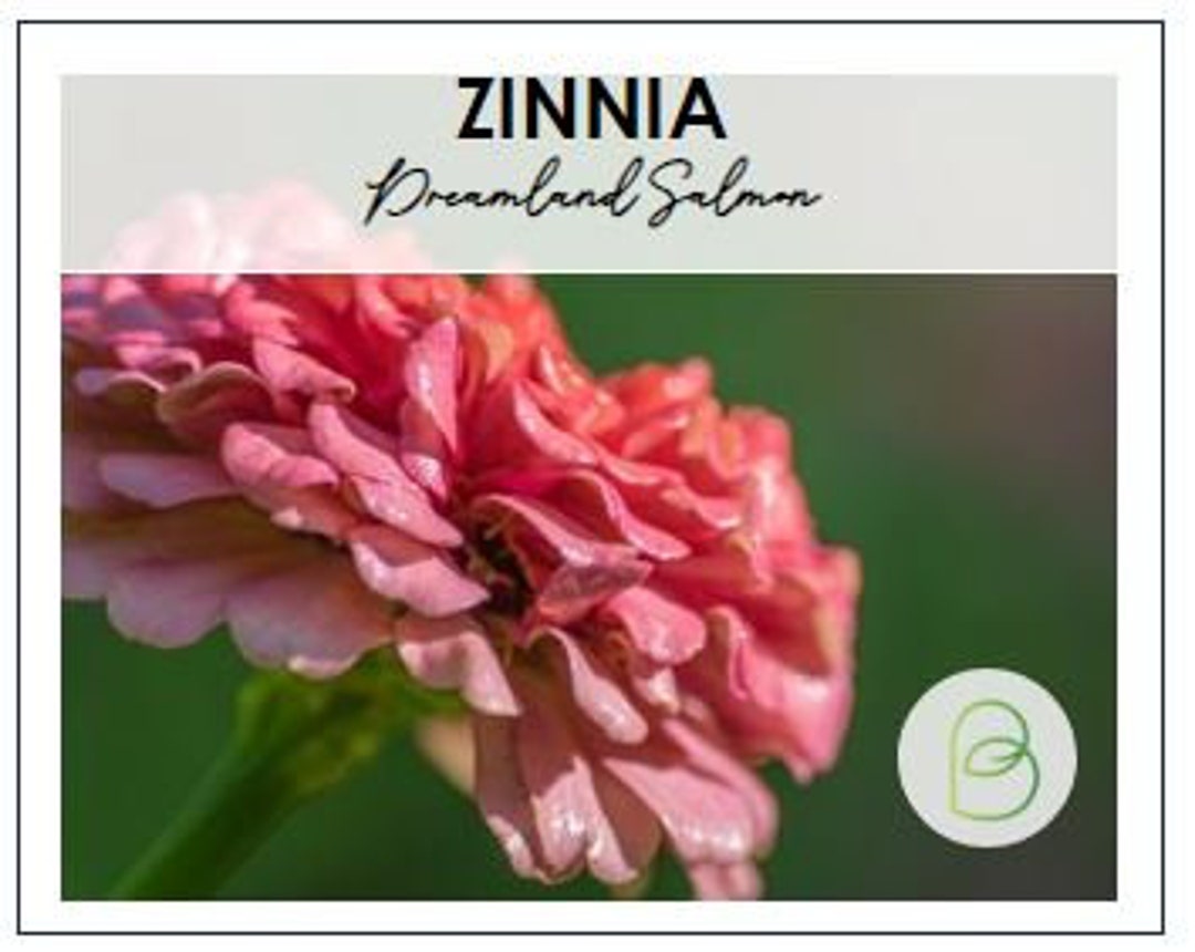 Zinnia Dreamland Salmon 10 Seeds, Dwarf Zinnia, Landscape Flower, - Etsy