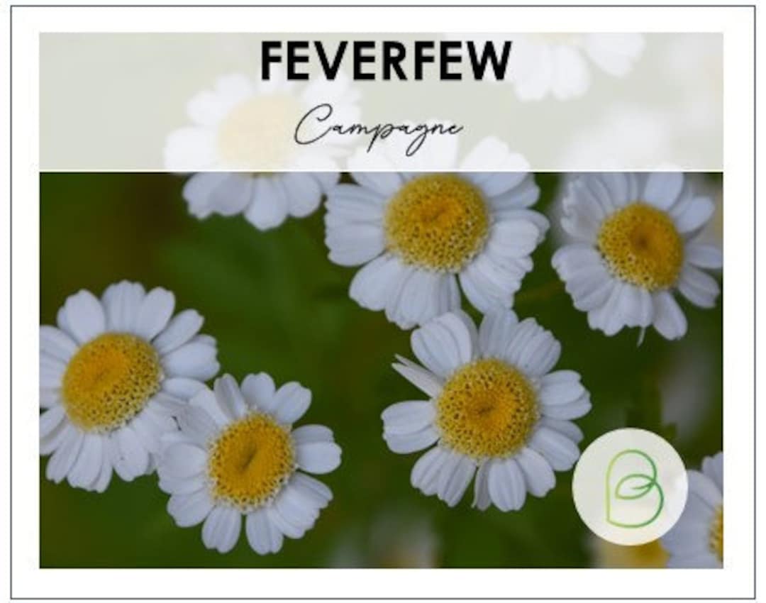 Feverfew, Vegmo Single, 10 Pelleted Seeds, Tanacetum Parthenium ...