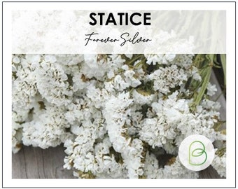 50 Pacific Apricot Statice Flower Seeds - Etsy