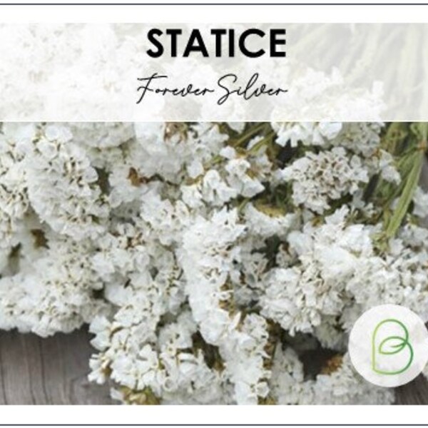 Statice Seeds - Etsy