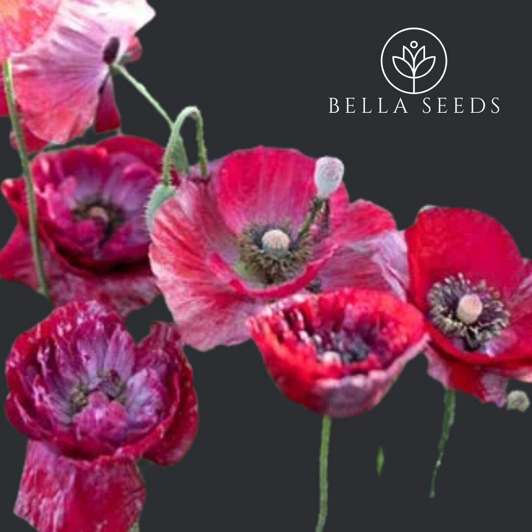 Shirley Poppy Pandora