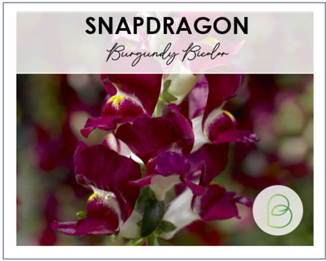 Snapdragon Burgundy Bicolor 10+ Seeds - Etsy