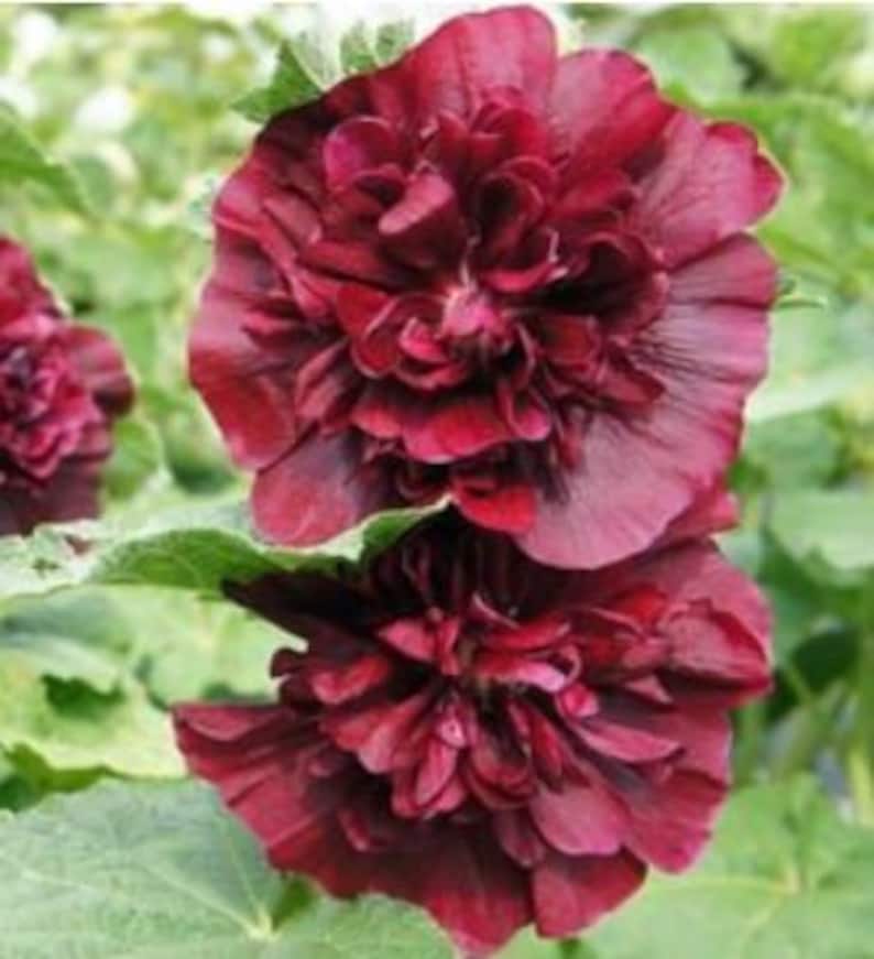 Hollyhock Chaters Double Maroon Seeds, 15 Seeds, Alcea Rosea - Etsy