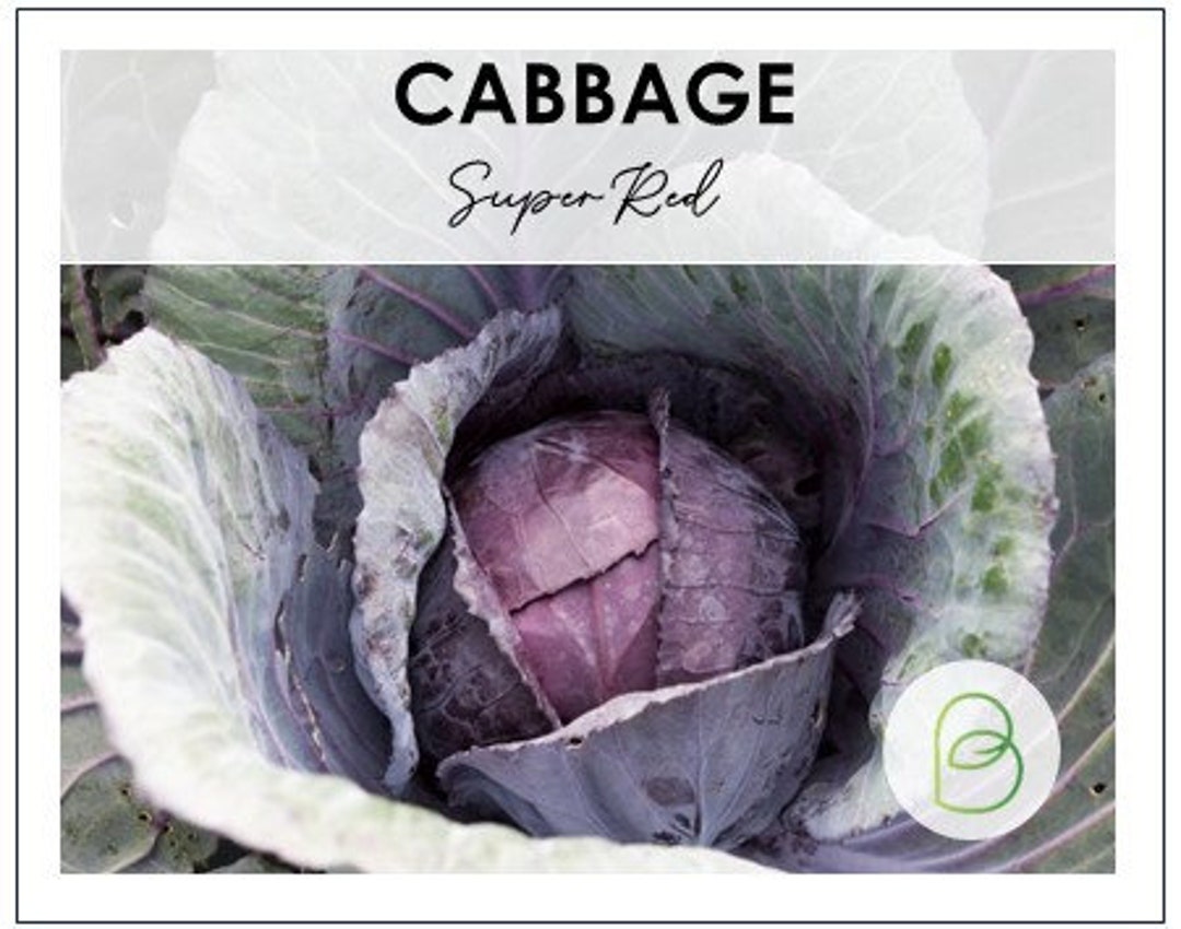 Super Red Cabbage Seeds, 25 Seeds, Heirloom Seeds, Vegetable Seeds ...