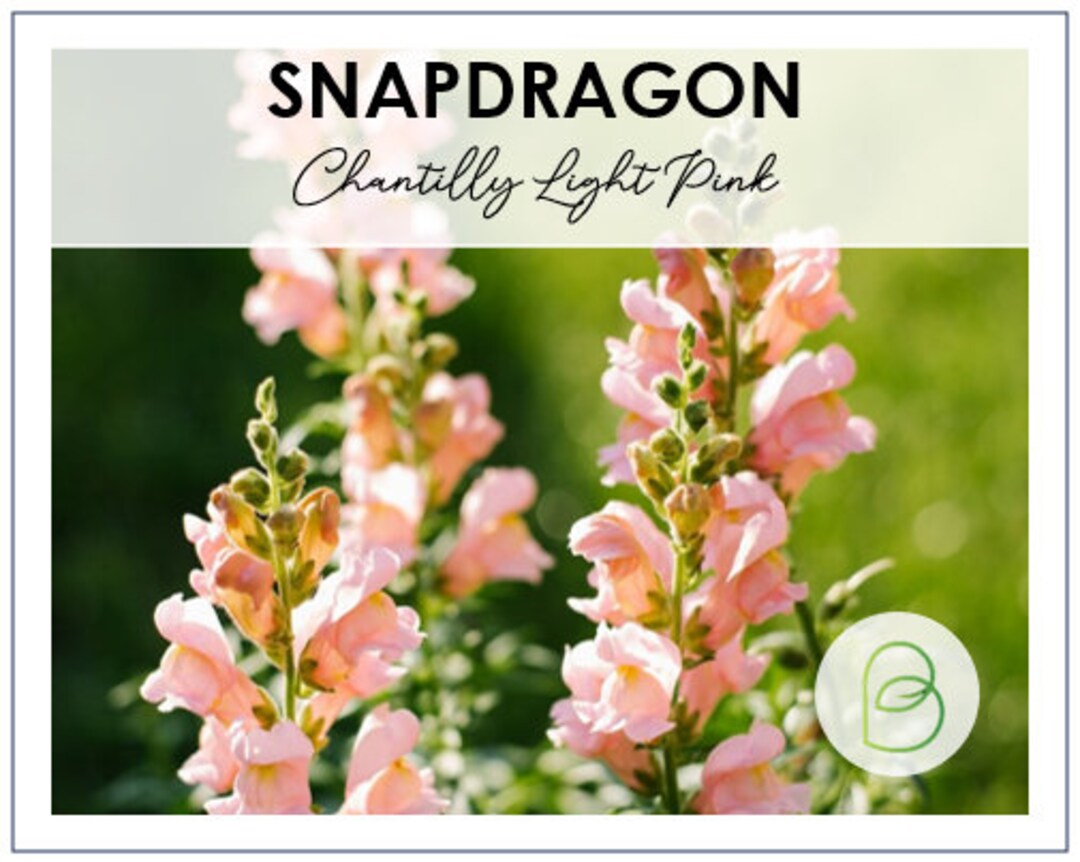 Snapdragon Chantilly Light Pink Seeds - Etsy