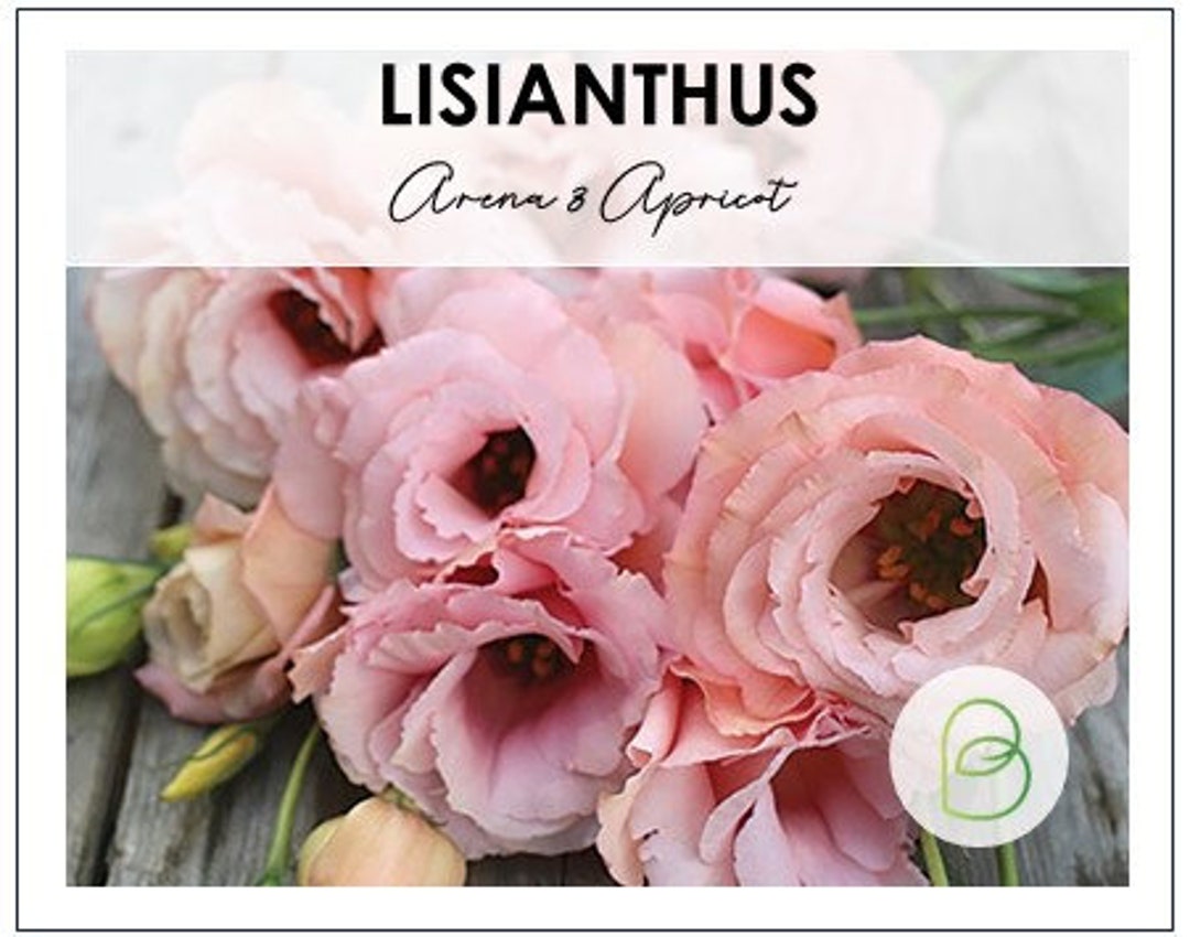 Lisianthus Arena 3 Apricot Pelleted Seeds, 10 Seeds, Eustoma Seeds,rare ...