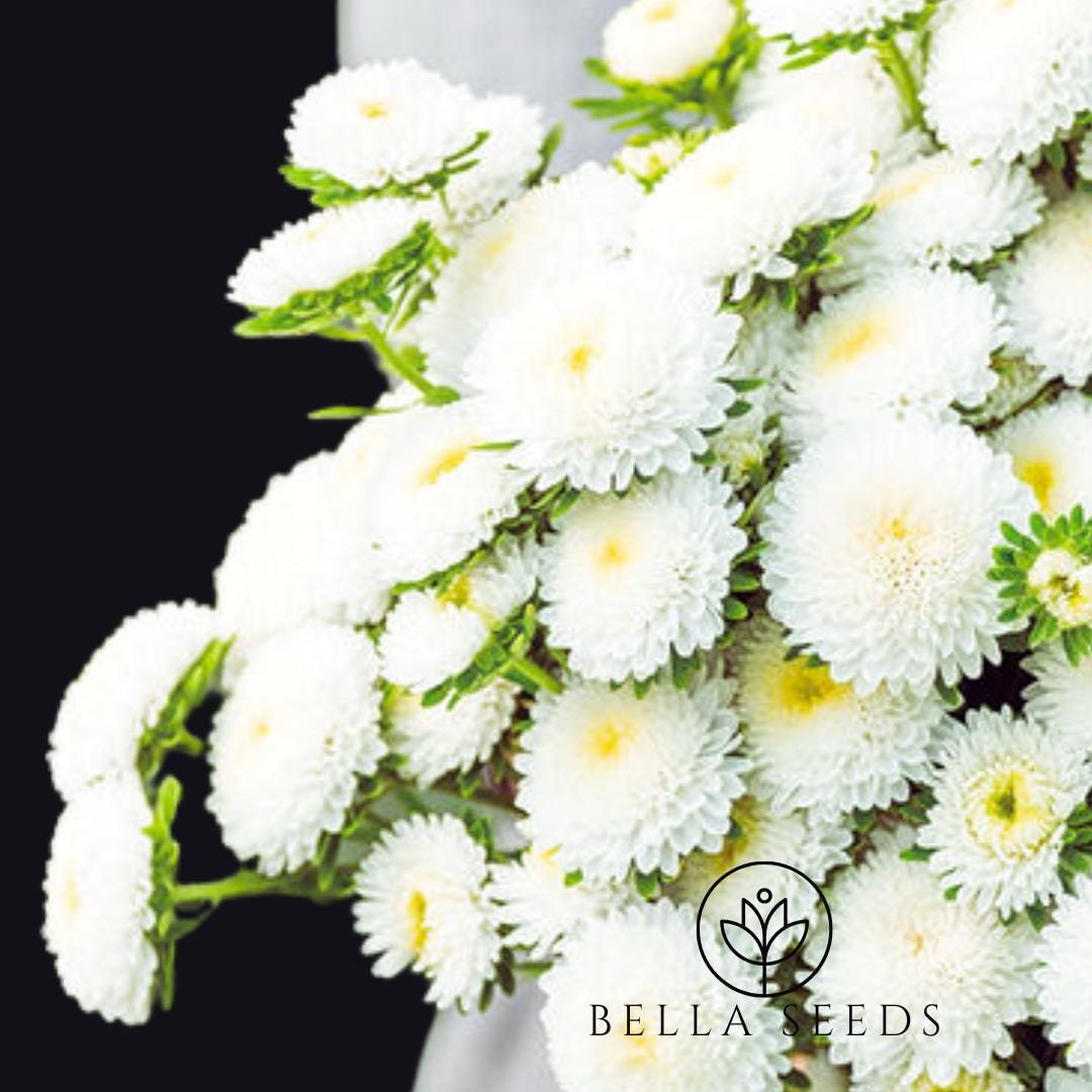 Aster Bonita Shell White Seeds, 25 Seeds - Etsy