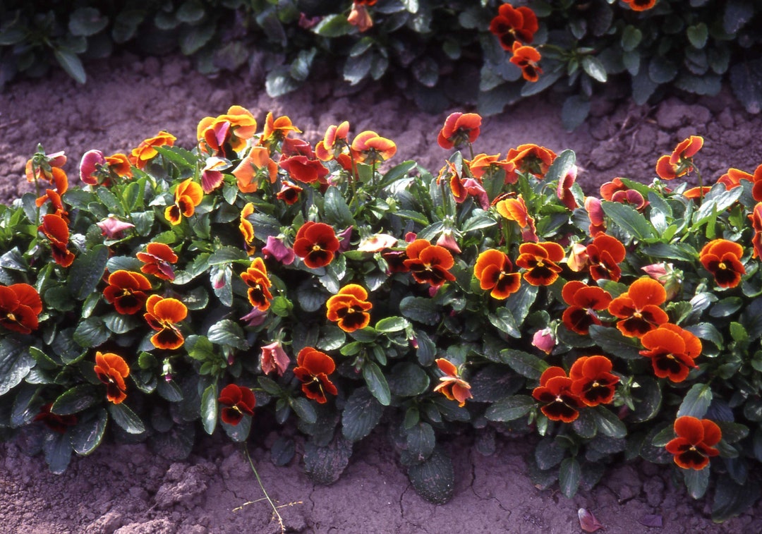 Viola Arkwright Ruby 50 Seeds - Etsy