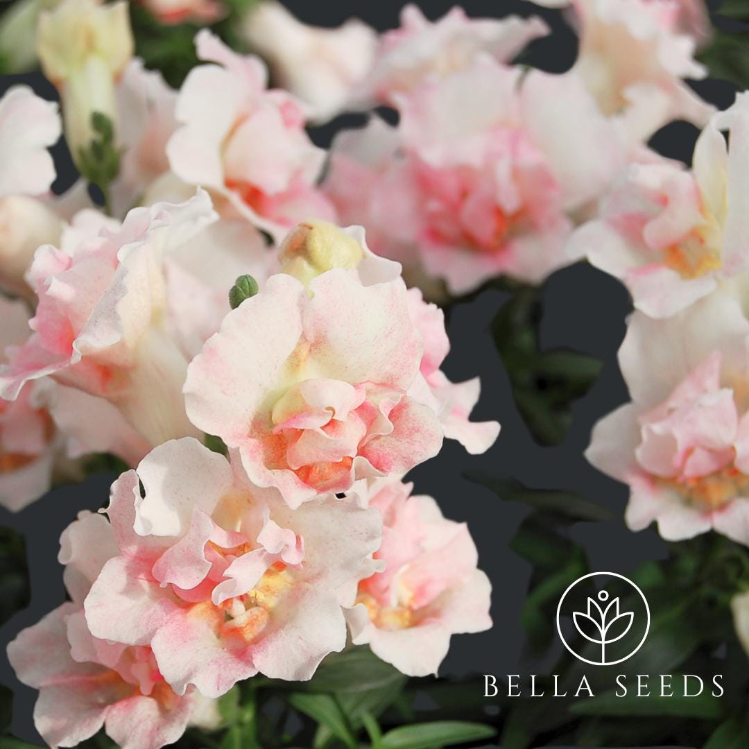 Snapdragon Twinny Appleblossom 10+ Seeds - Etsy
