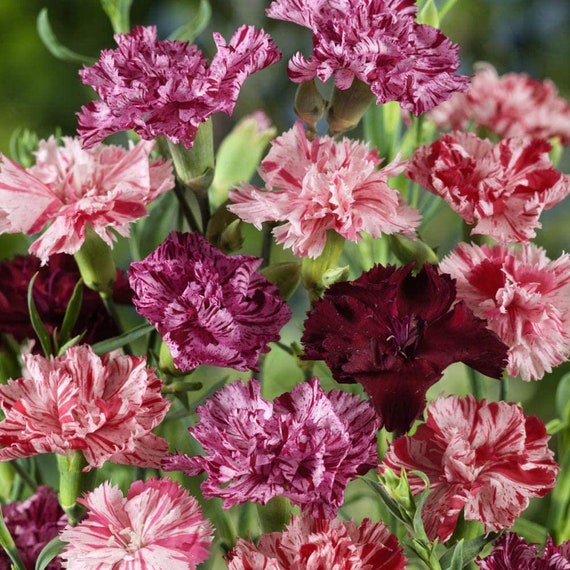 Striped Carnation Flower