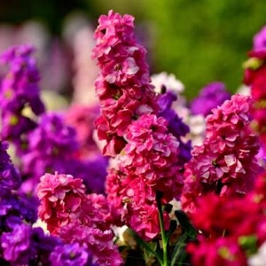 Stock Katz Mix 25+ Seeds, Stock Matthiola Incana - Etsy