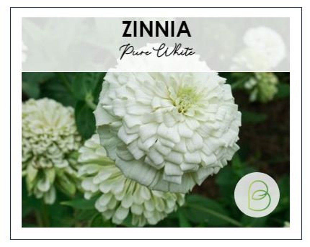 Pure White Zinnia 50+ Seeds - Etsy
