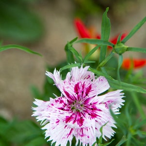 25 Carnation Striped and Picotee Mix Seeds - Etsy