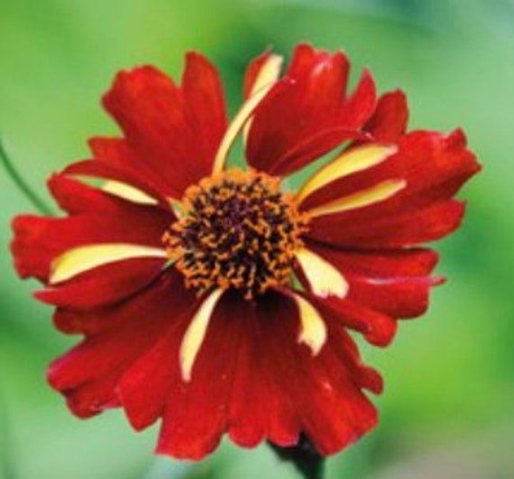 Coreopsis Roulette 25 Seeds Tickseed Coreopsis Grandiflora - Etsy