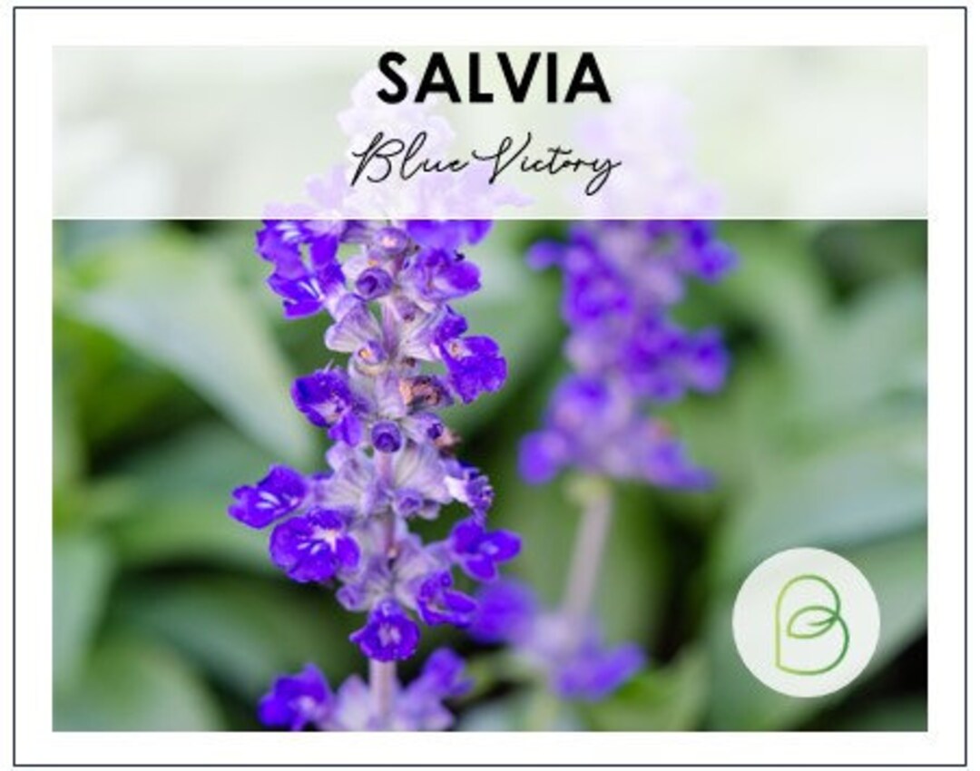 Blue Victory Salvia Seeds (annual Salvia) 25 Seeds, Rare Seeds, Cut ...