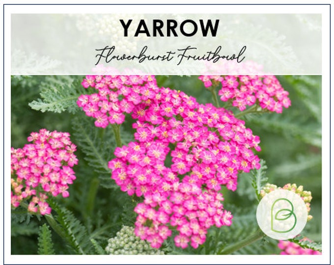 USA SELLER Summer Berries Mix Yarrow Seeds 100 Seeds HEIRLOOM Achillea ...