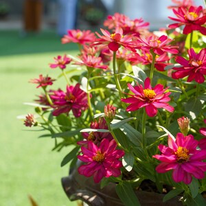 10 Zahara™ Raspberry Ripple Zinnia Seeds, Landscape Zinnias - Etsy